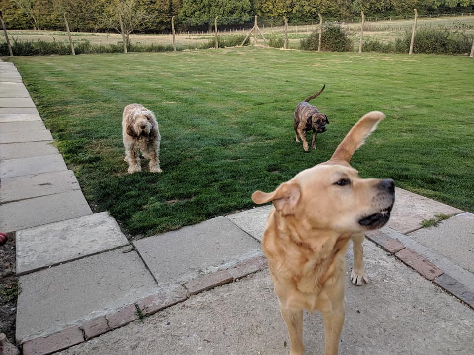 Opening Hours | Broad Oak Kennels - quality care for your pet in East ...